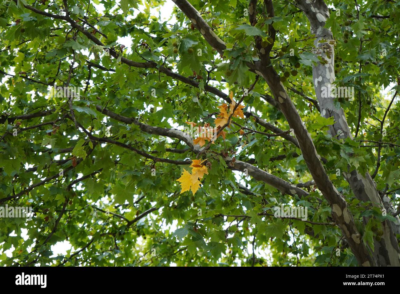 Sycamore, American sycamore, American planetree, western plane ...