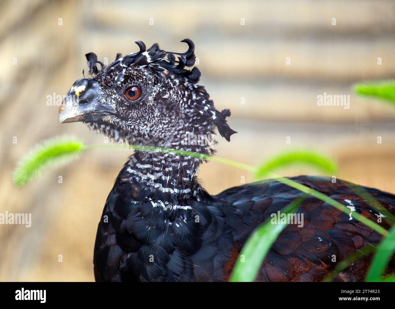 Discover the splendor of Crax rubra, the great curassow, in its natural ...