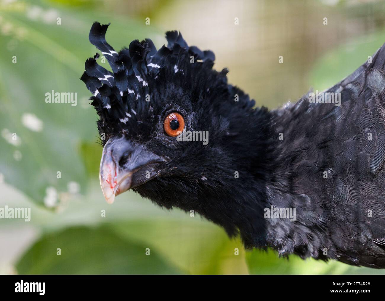 Discover the splendor of Crax rubra, the great curassow, in its natural ...