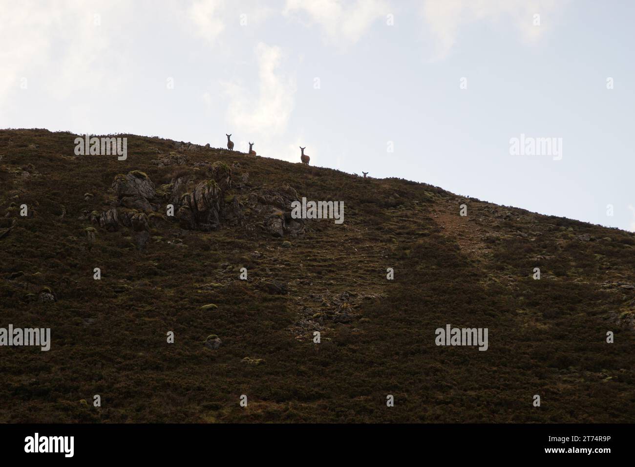 Red Deer (Cervus elaphus) looking down at Allt nan Uamh (also known as ...