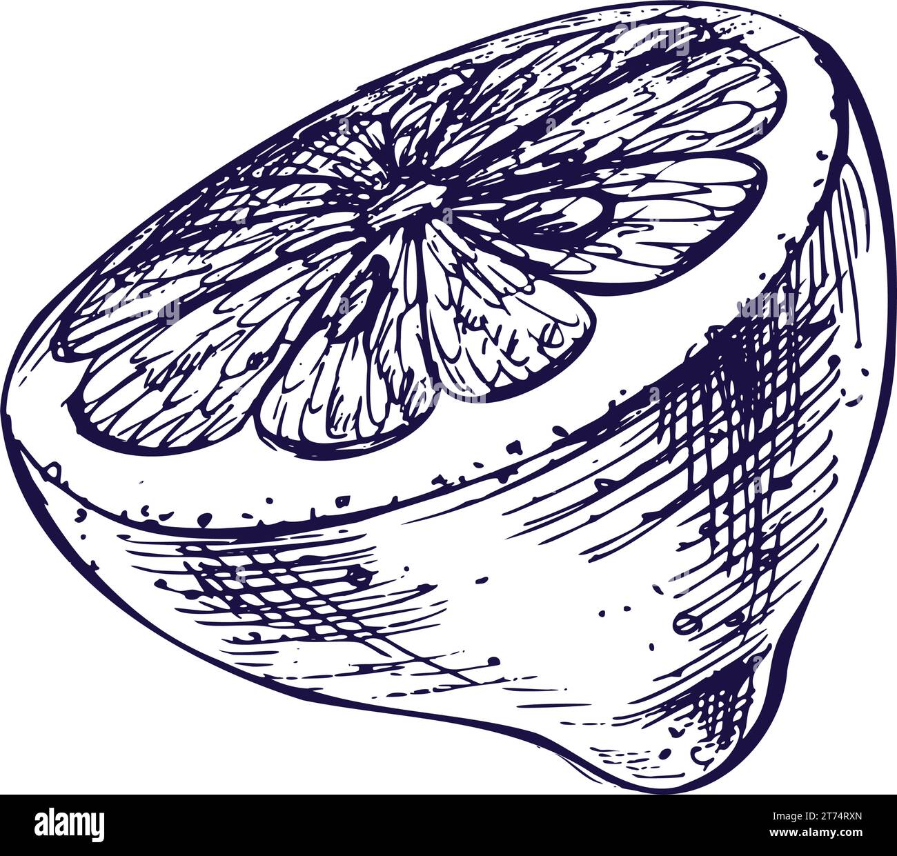 Half lemon slice with seeds. Graphic botanical illustration hand drawn ...
