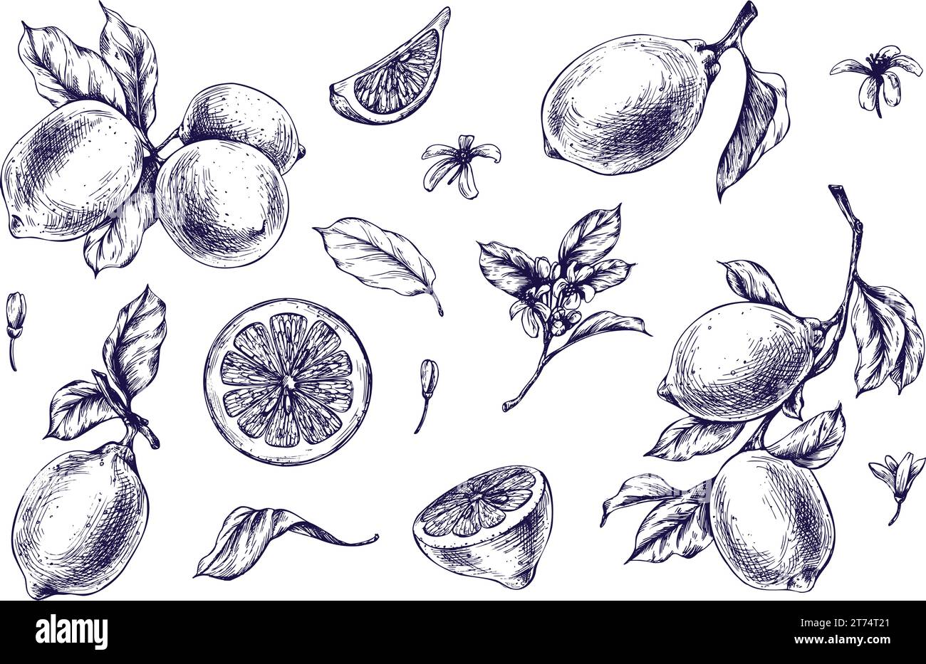 Lemons juicy, ripe with leaves, flower buds on the branches, whole and ...