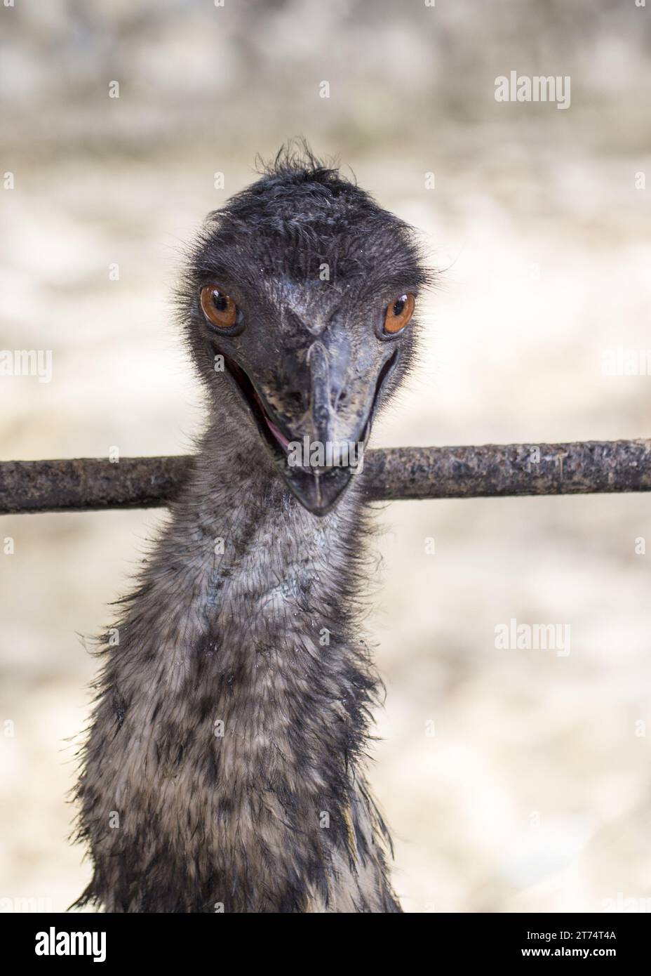 Witness the elegance of the Dromaius novaehollandiae, the emu, as it ...