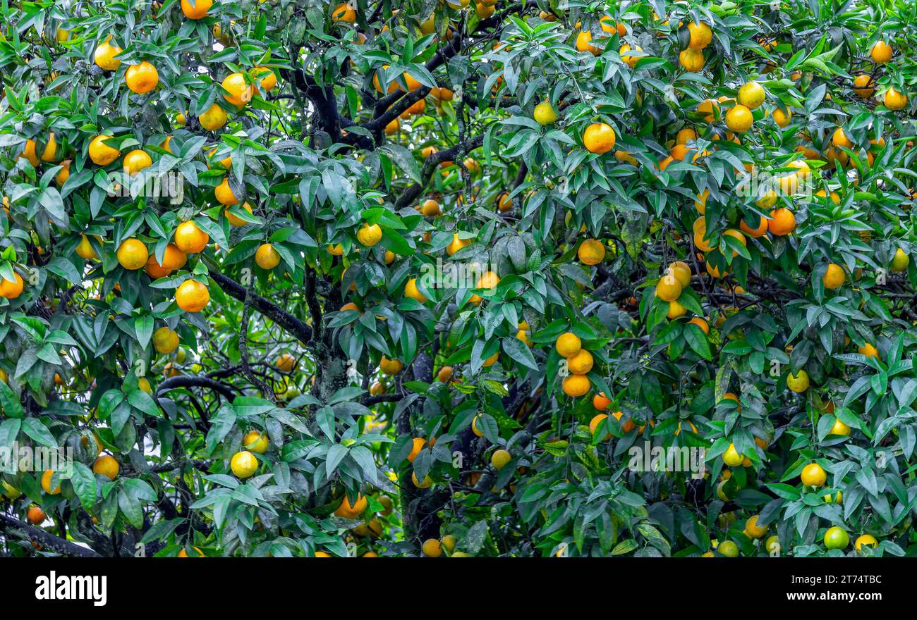 Large orange, tree hi-res stock photography and images - Alamy