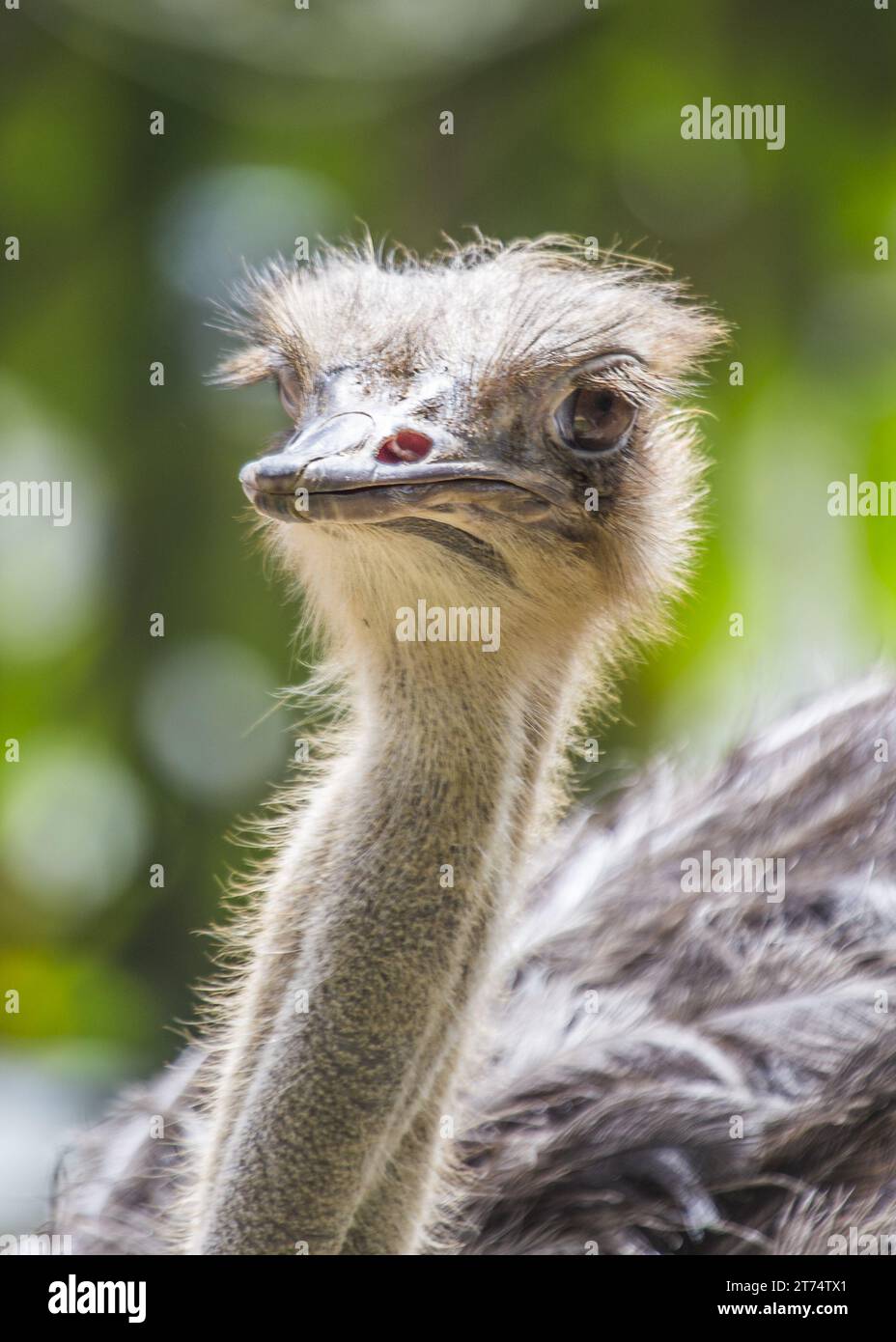 Observe the majesty of the Struthio camelus, the ostrich, as it ...