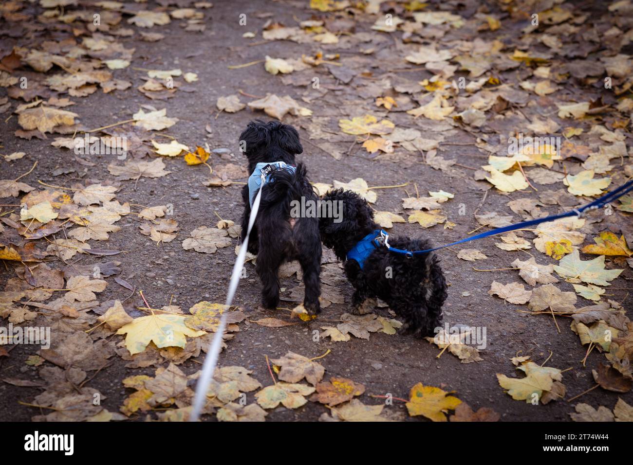2 Bolonka puppies go for a walk on the leash Stock Photo - Alamy