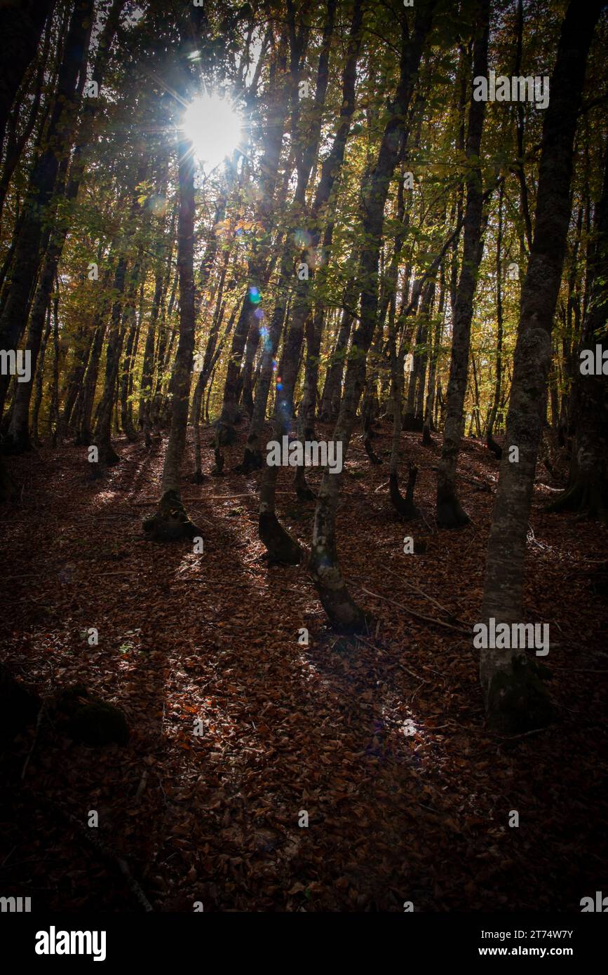 Early morning Sunbeams shining through forest trees in autumn. Bright ...