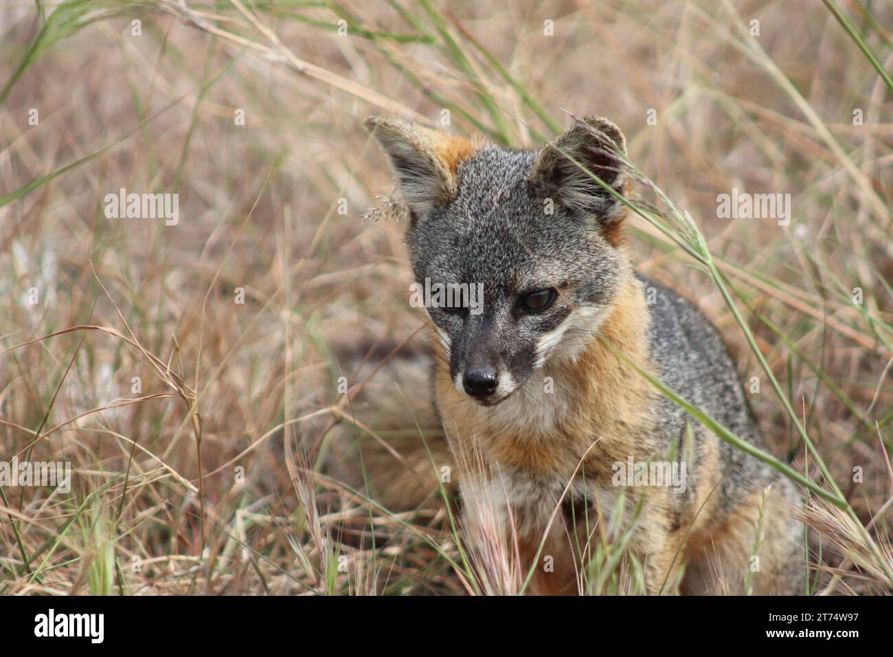 Island Fox at Channel Islands Stock Photo - Alamy