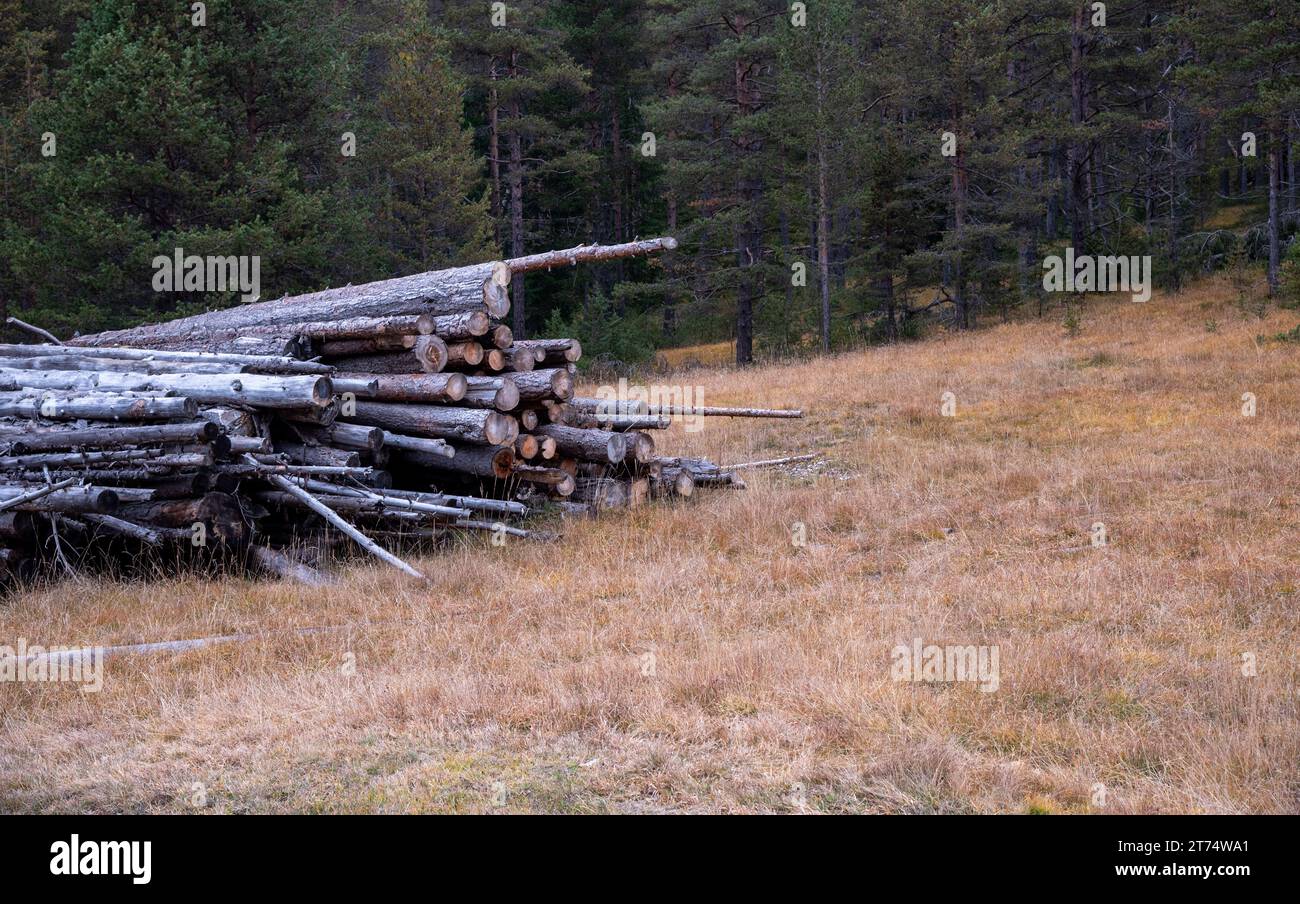Log spruce trunks pile. Sawn timber trees from the forest. Logging ...