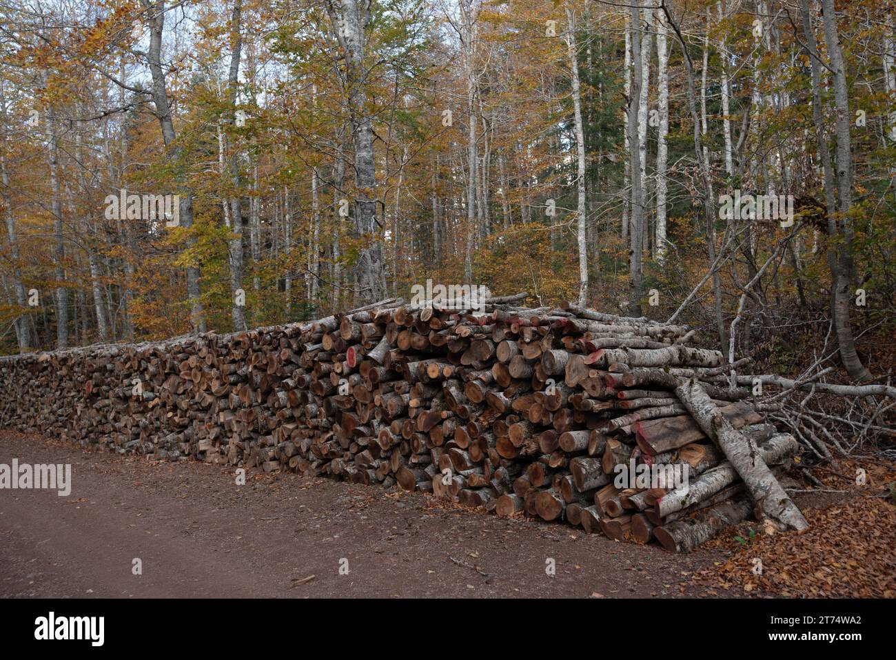 Log spruce trunks pile. Sawn timber trees from the forest. Logging ...