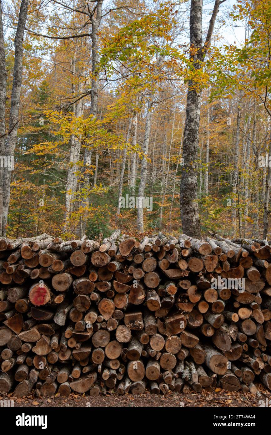Log spruce trunks pile. Sawn timber trees from the forest. Logging ...