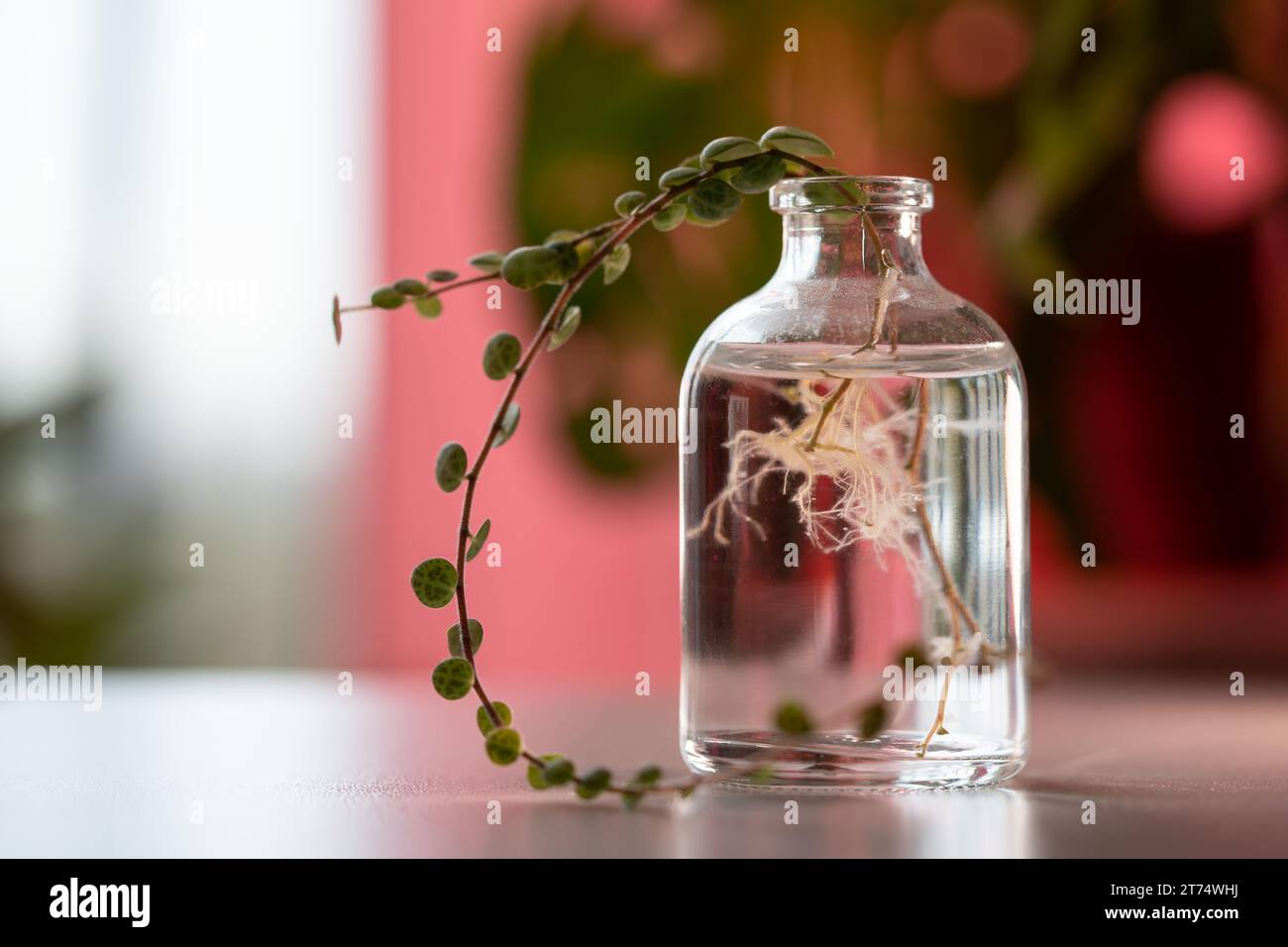 Plant transplant. Closeup of climbing sprout Peperomia prostrata ...