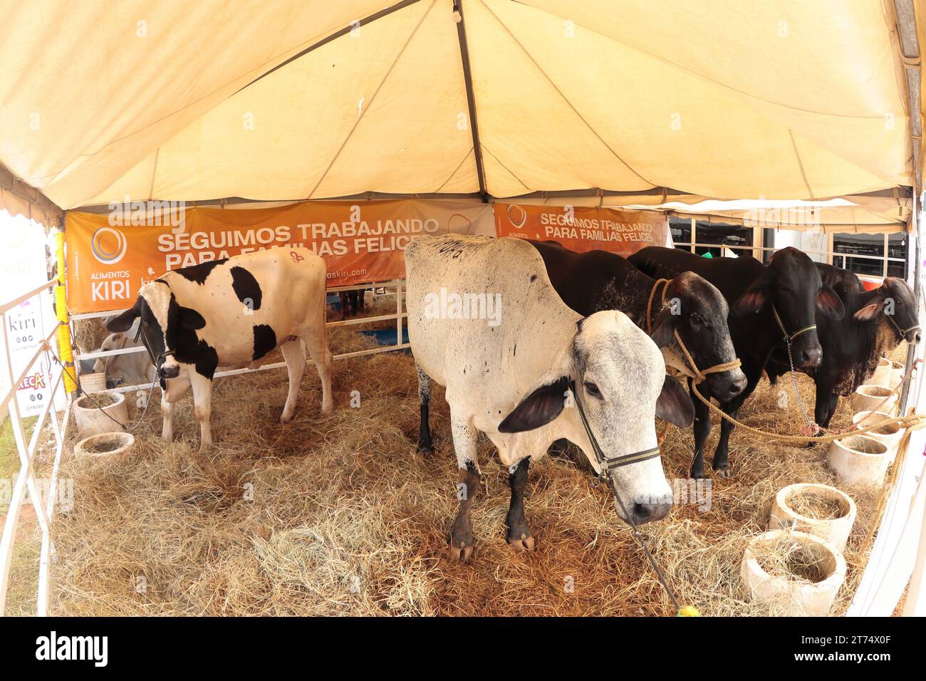 MARACAIBO-VENEZUELA- 02-11-2023- Cows of the holstein breed are seen ...