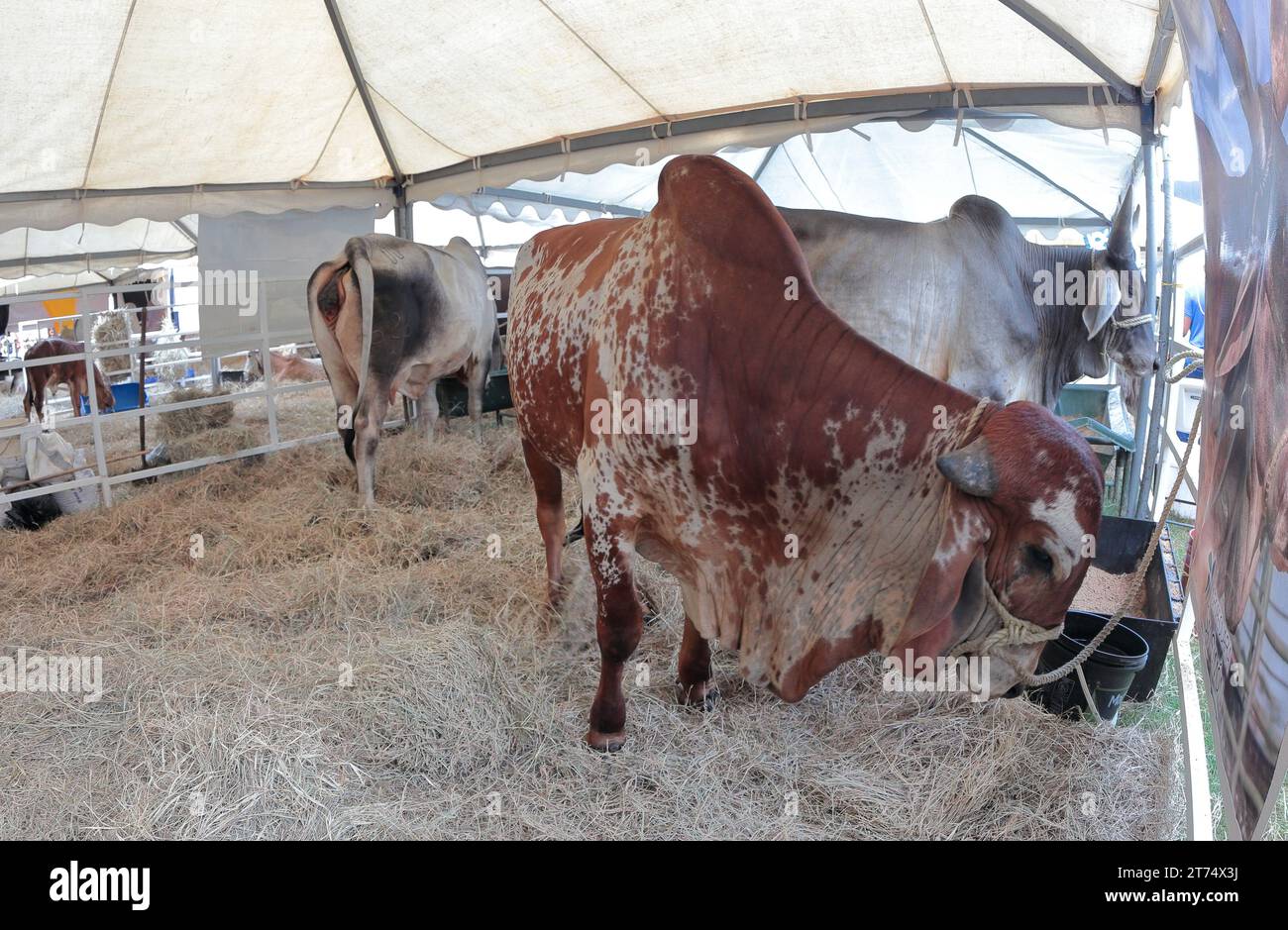 Maracaibo poster hi-res stock photography and images - Alamy