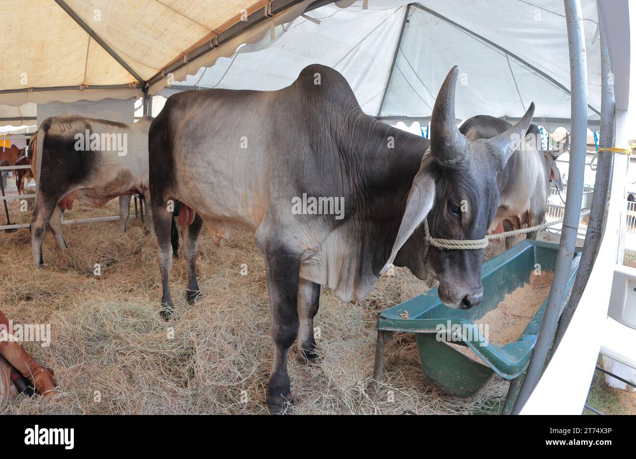 Maracaibo poster hi-res stock photography and images - Alamy