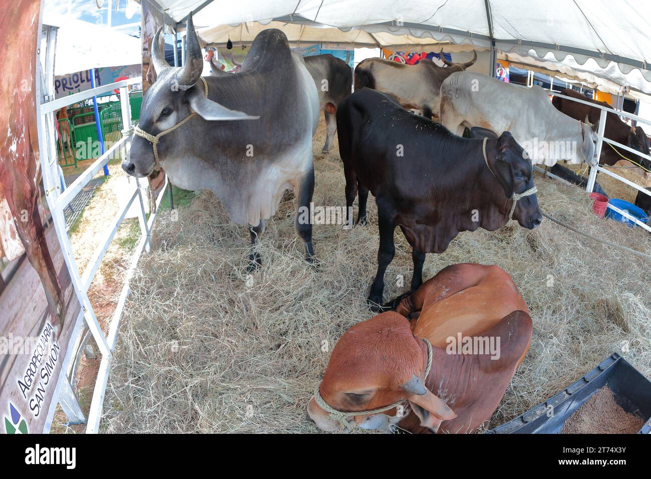 Maracaibo poster hi-res stock photography and images - Alamy