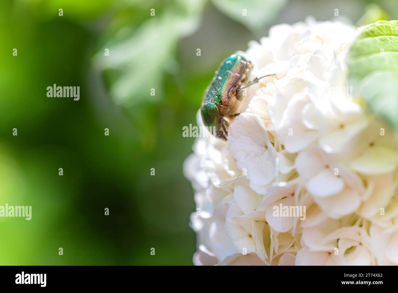 Chaferon hi-res stock photography and images - Alamy