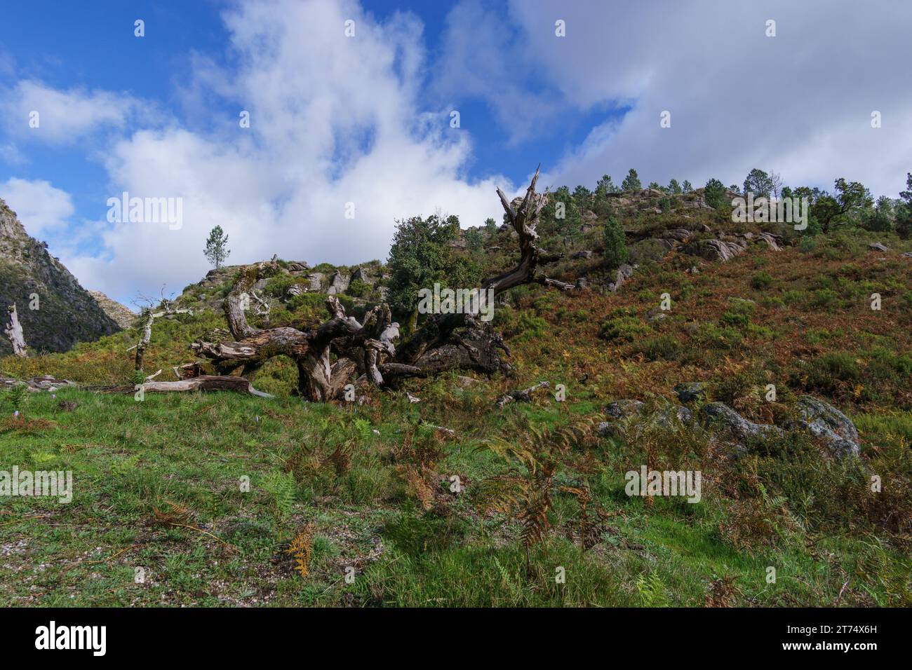 Mountain landscape of granite rocks with green vegetation, Peneda-Geres ...