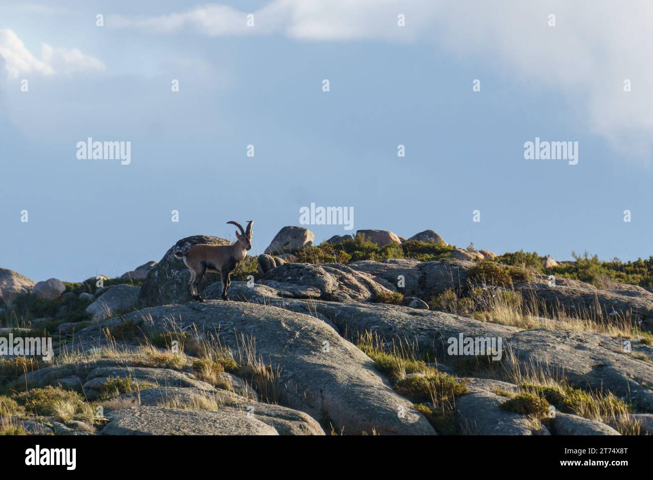 Adult male capra pyrenaica lusitanica standing still on a rock, Peneda ...