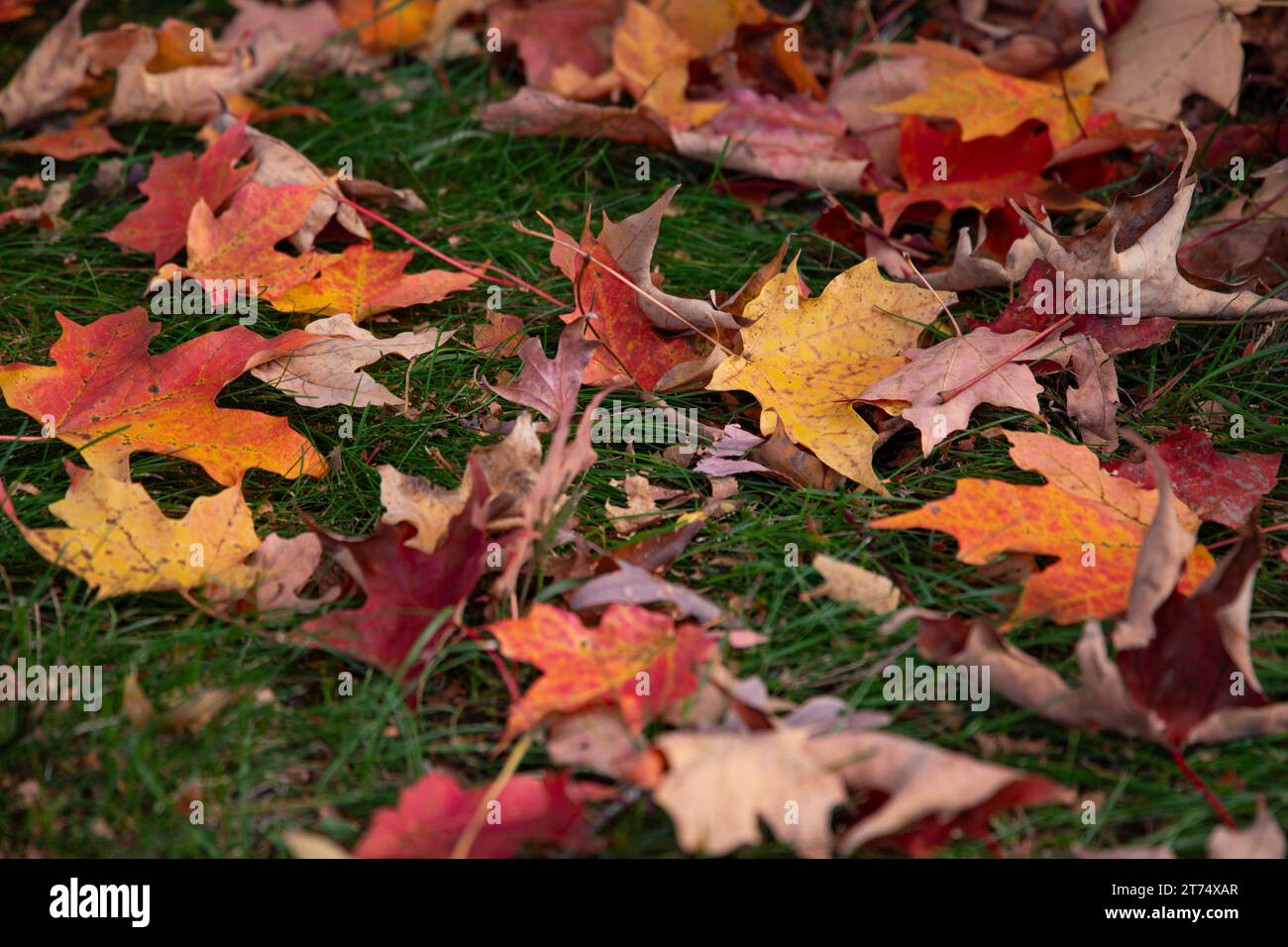 Manchester, CT. The fall colors of New England were on beautiful ...