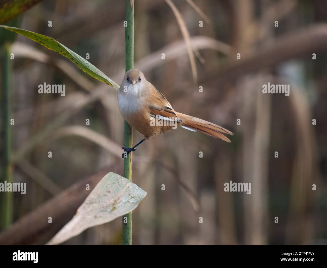 Bearded reedling or Bearded tit, Panurus biarmicus, single female on ...