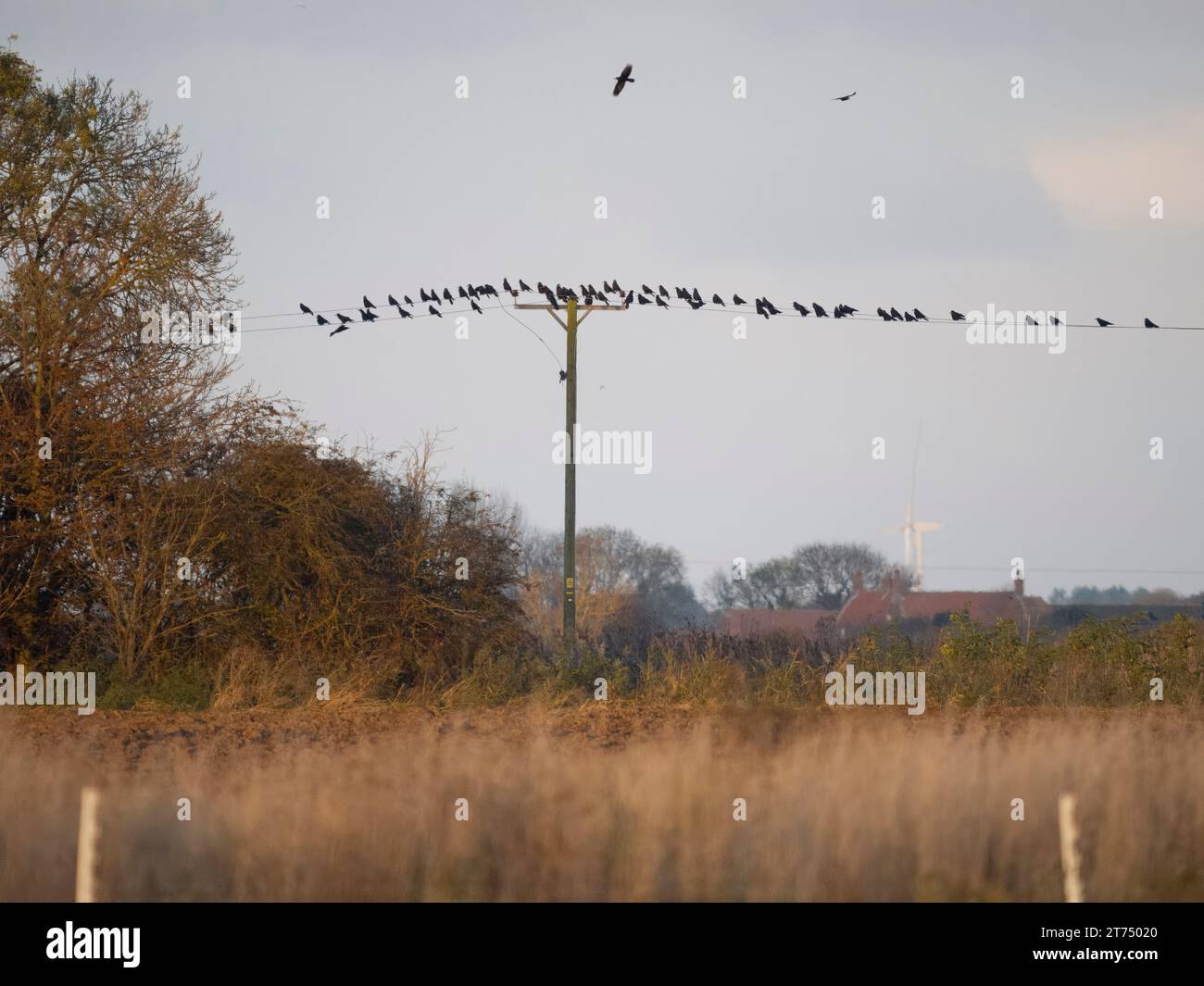 Rook bird yorkshire hi-res stock photography and images - Alamy