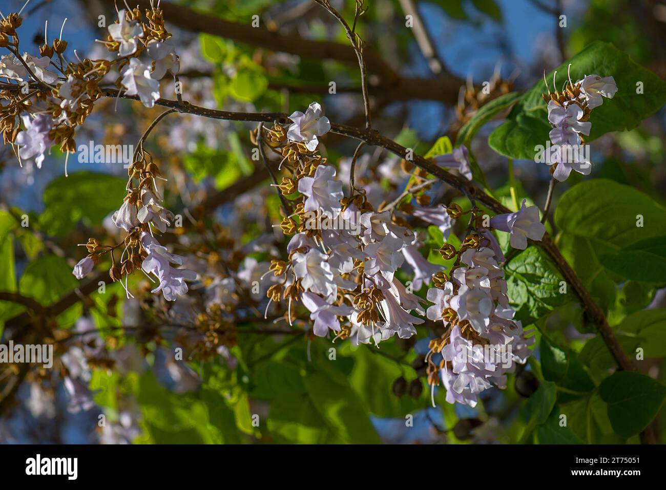 Flowers and seed stalk of the empress tree (Paulownia tomentosa), blue ...