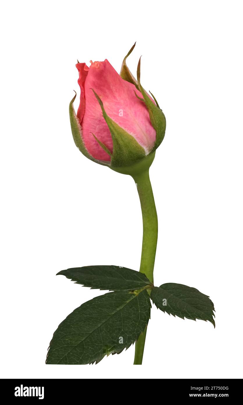 Closeup Pink Rose Bud Isolated on White Background. Beautiful Pink Rose ...