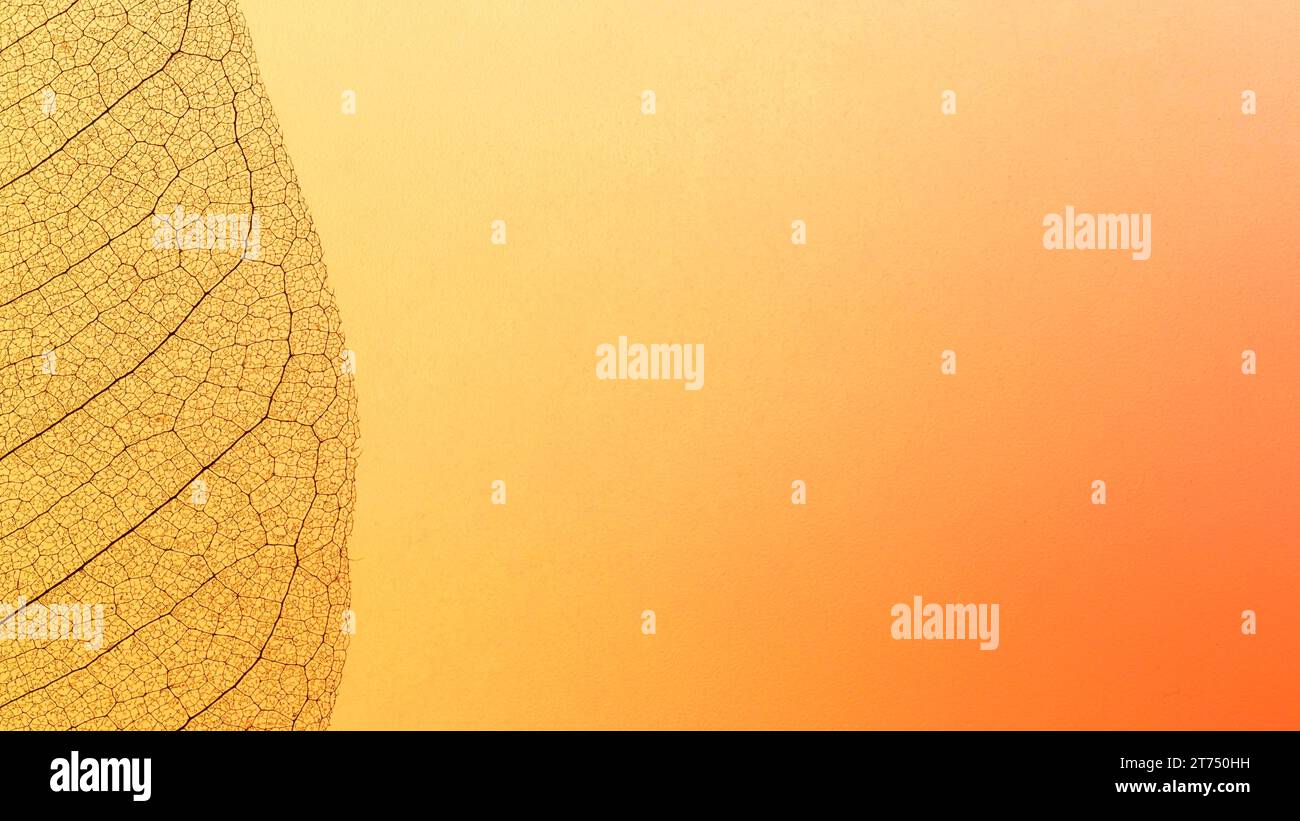 Top view see through leaf texture Stock Photo - Alamy