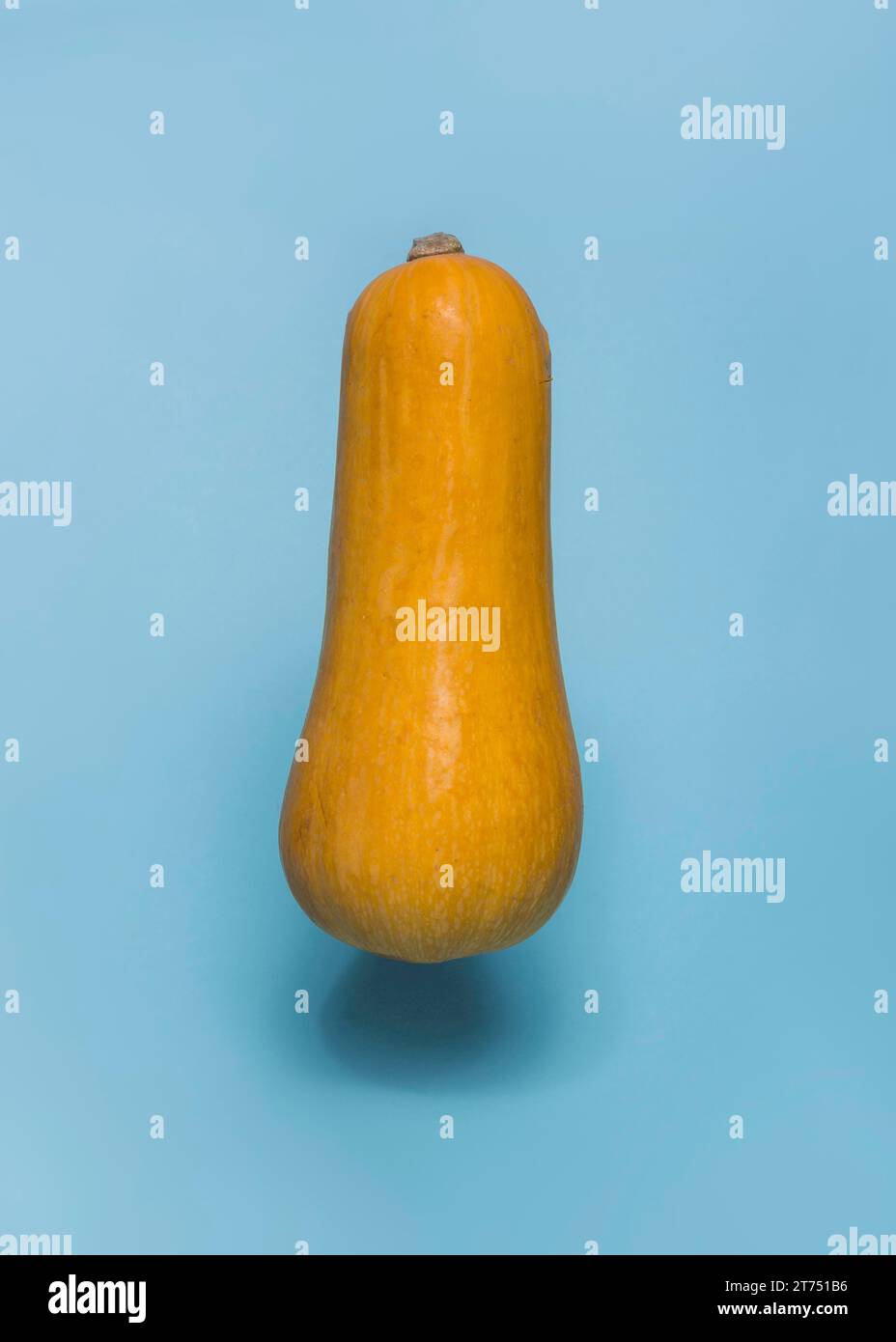 Close up butternaut squash blue backdrop Stock Photo - Alamy
