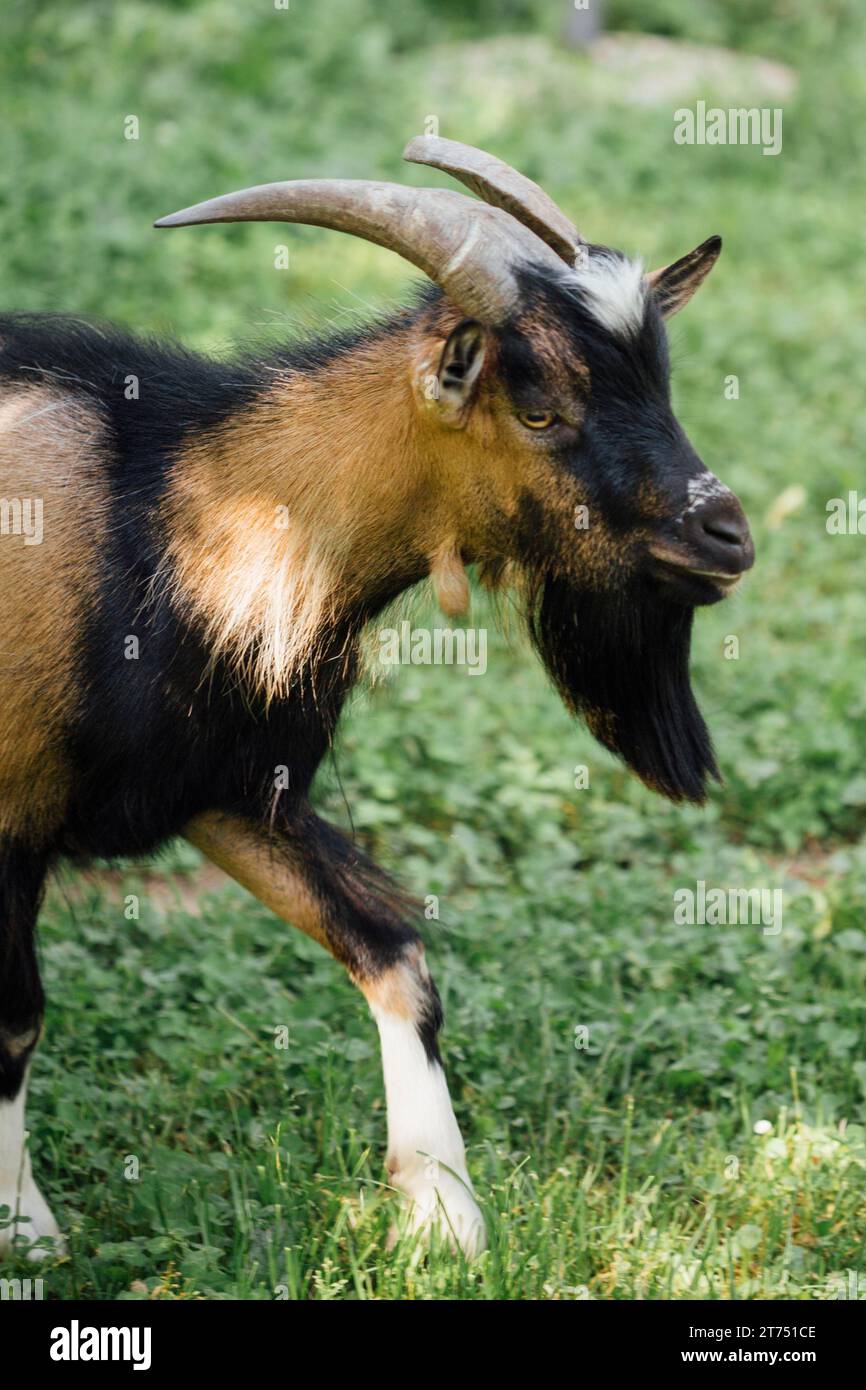 Close up farm goat walking pasture Stock Photo - Alamy