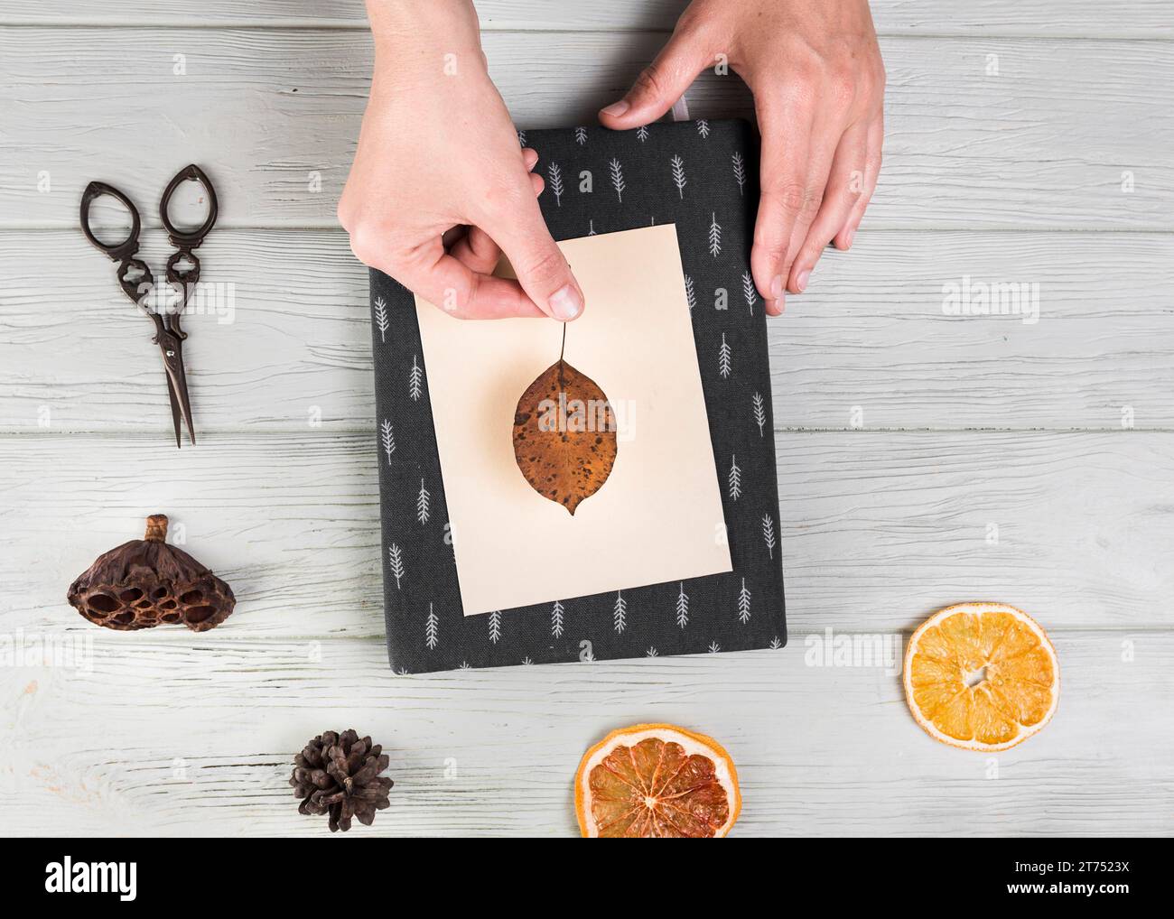 Elevated view hand making greeting card with dried leaf pinecone citrus ...