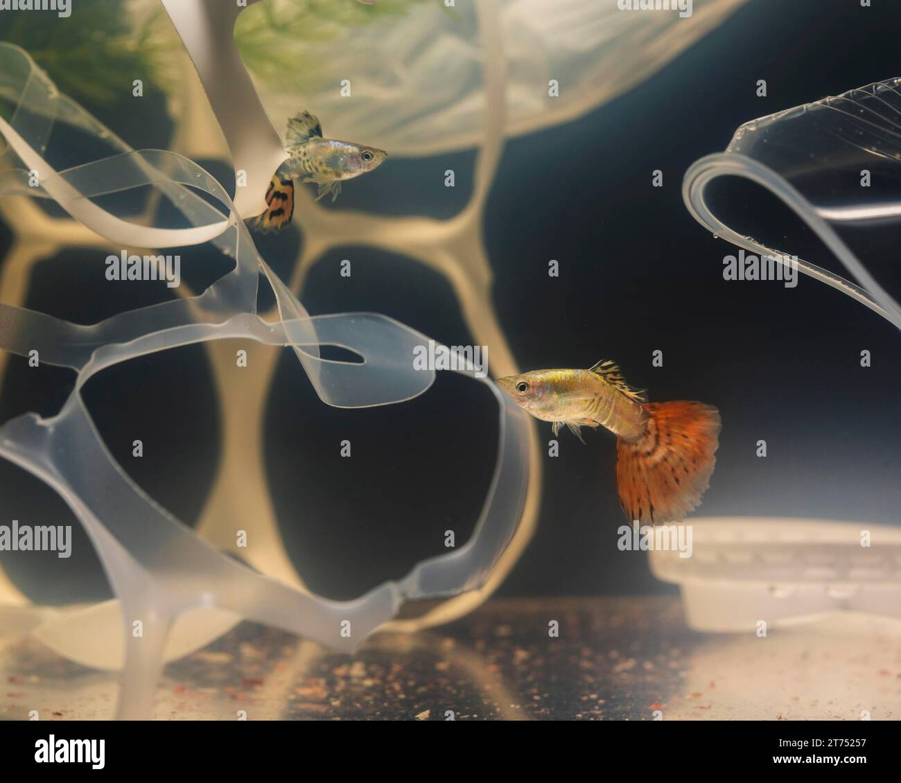 Dumbo betta fish fighting with plastic Stock Photo - Alamy