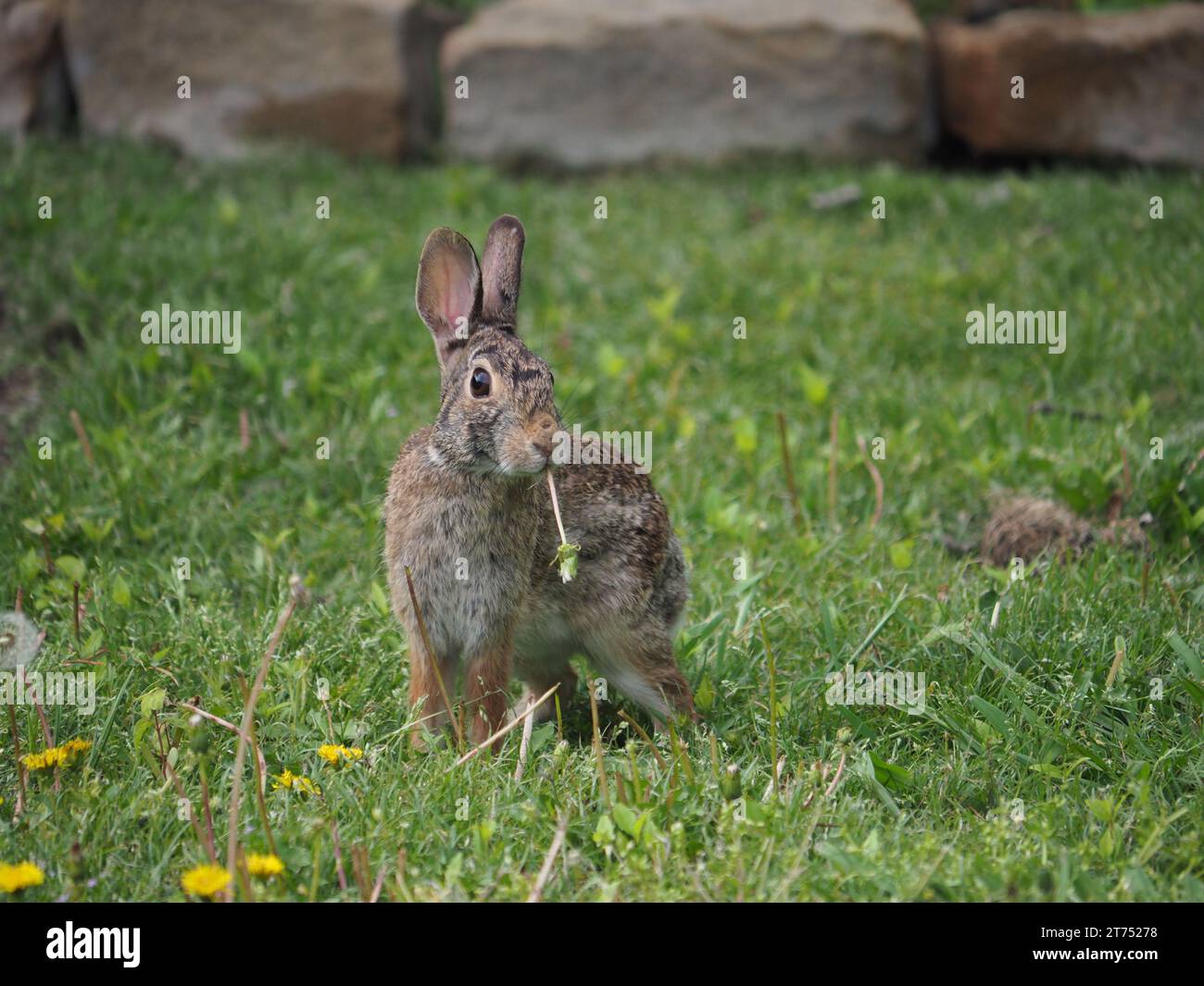 Cottontail bunny hi-res stock photography and images - Alamy