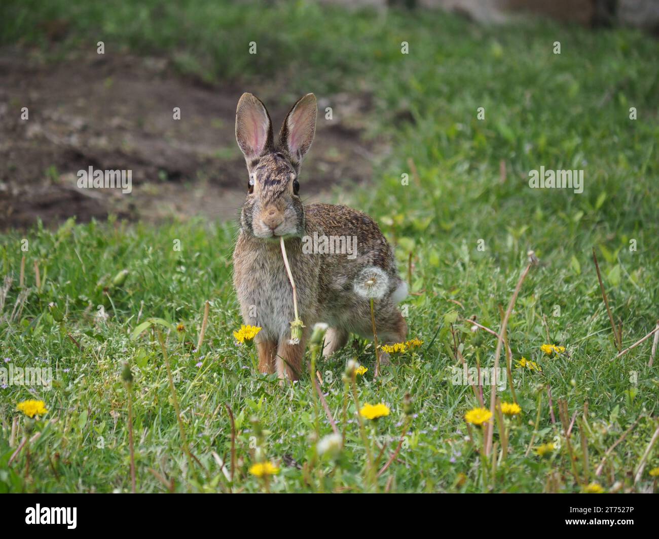 Eastern cottontail rabbit with a dandelion stalk looking straight at ...