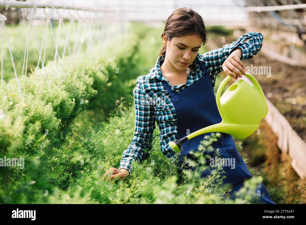 Female gardener working greenhouse Stock Photo - Alamy