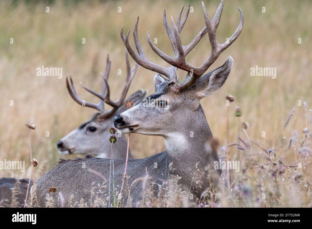 Two antlered white tail deer stand alert in a meadow with tall grass ...