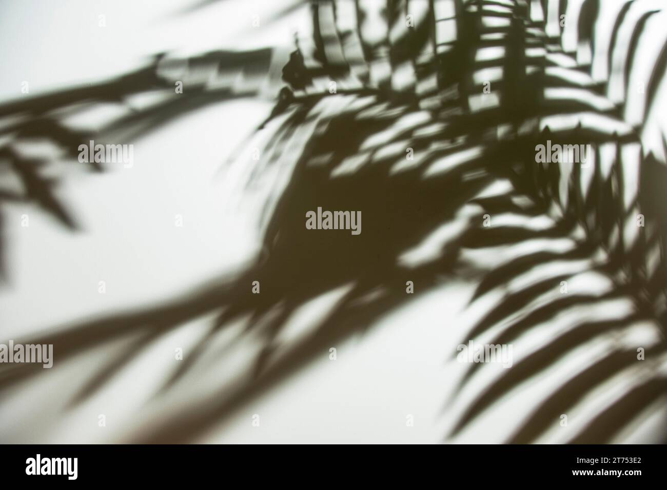 Natural palm leaves shadow white backdrop Stock Photo - Alamy