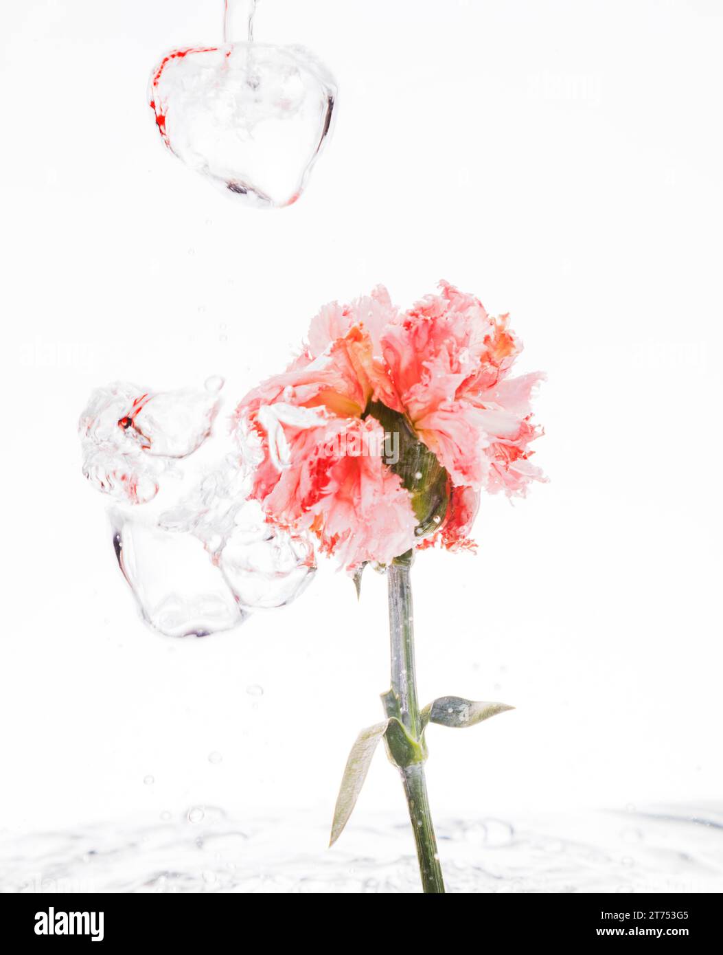 Orange carnation falling into water Stock Photo - Alamy