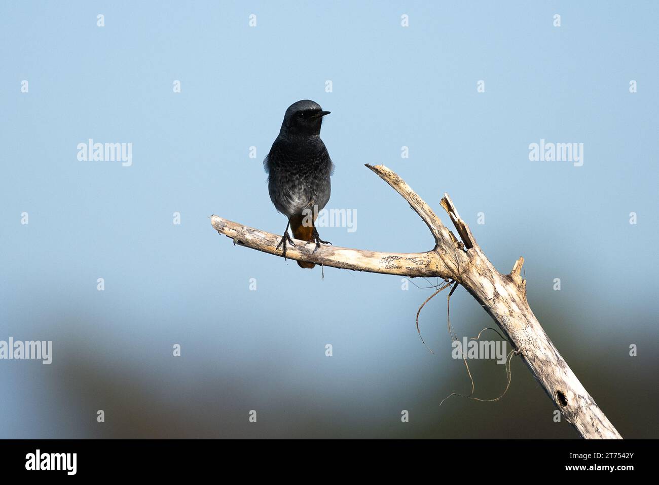 Lago di Caprolace, Italy, 13 Nov, 2023 Credit:Roberto Ramaccia/Alamy ...