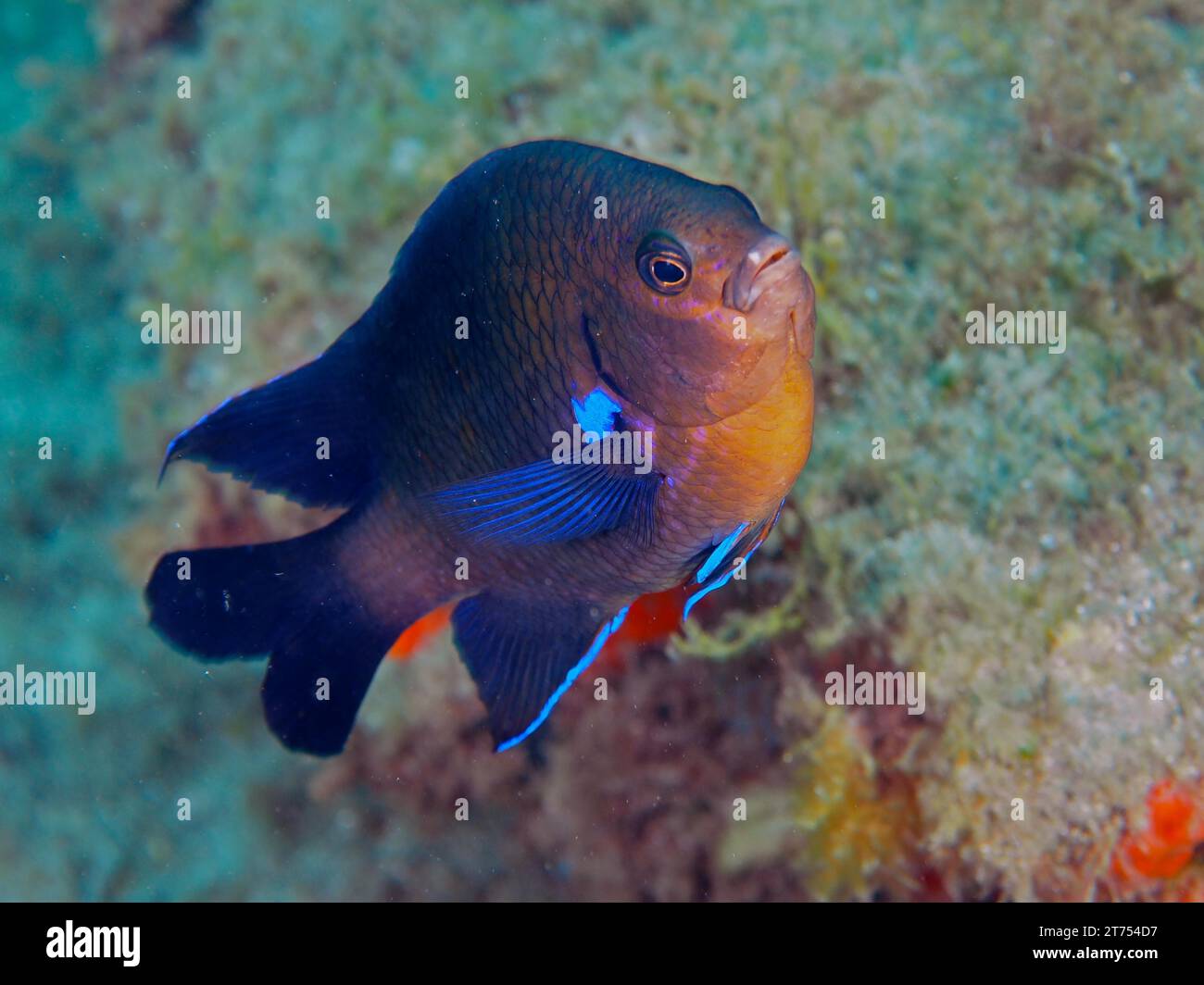 Neon reef fish (Abudefduf luridus), El Cabron marine reserve dive site ...