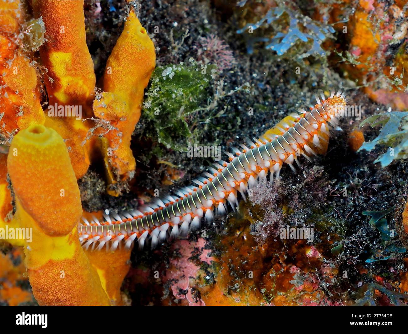 Firebristle worm (Hermodice carunculata), dive site Malpique, La Palma ...