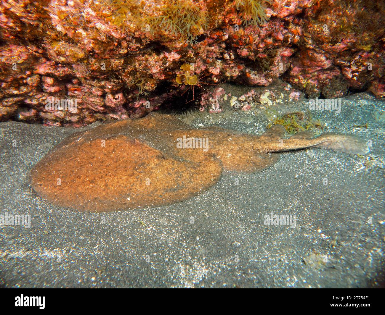 Marbled electric ray (Torpedo marmorata), dive site Malpique, La Palma ...