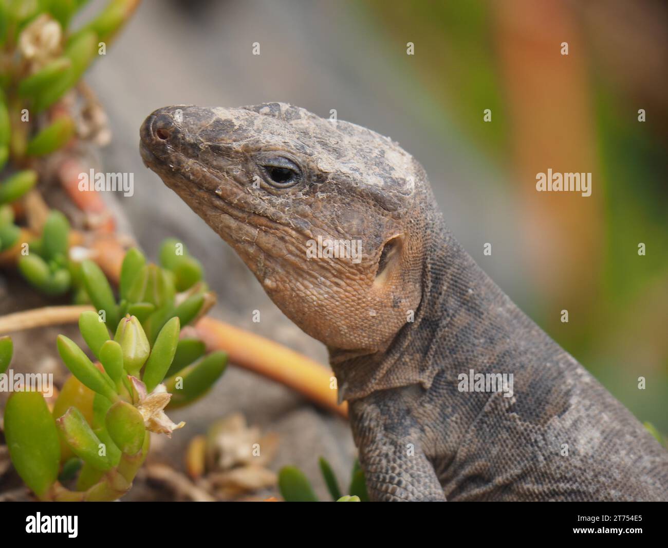 Gran Canaria giant lizard (Gallotia stehlini), Gran Canaria, Spain ...