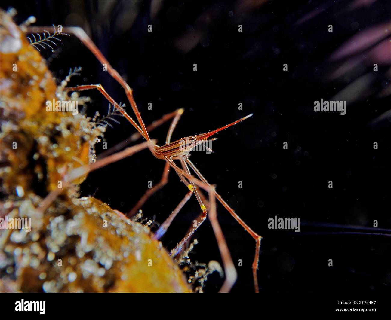 Arrow crab (Stenorhynchus lanceolatus), El Cabron Marine Reserve Dive ...