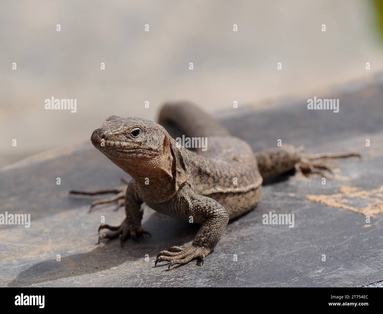 Gran Canaria giant lizard (Gallotia stehlini), Gran Canaria, Spain ...