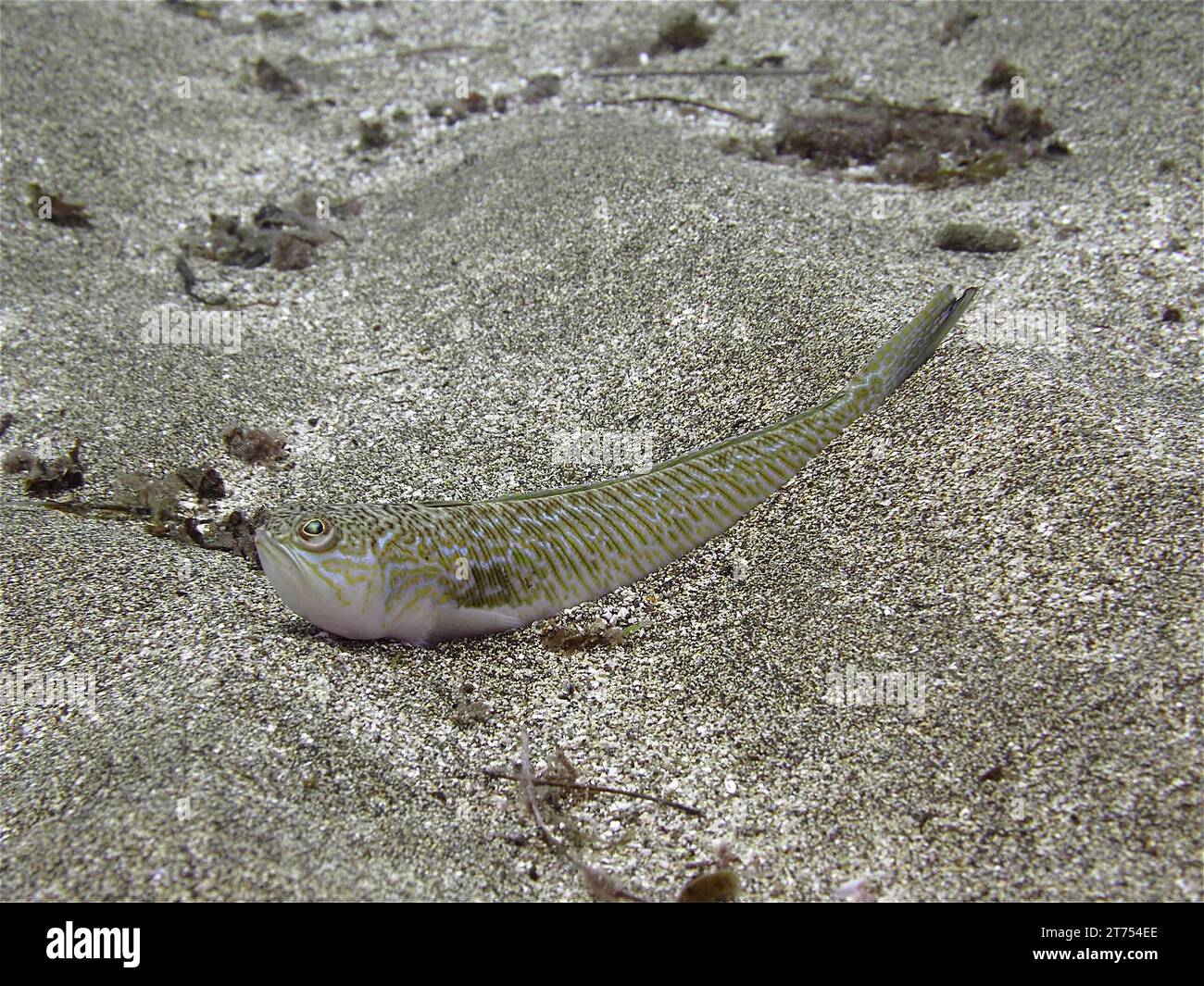 Petermale (Trachinus draco) resting on sand. Dive site El Cabron marine ...