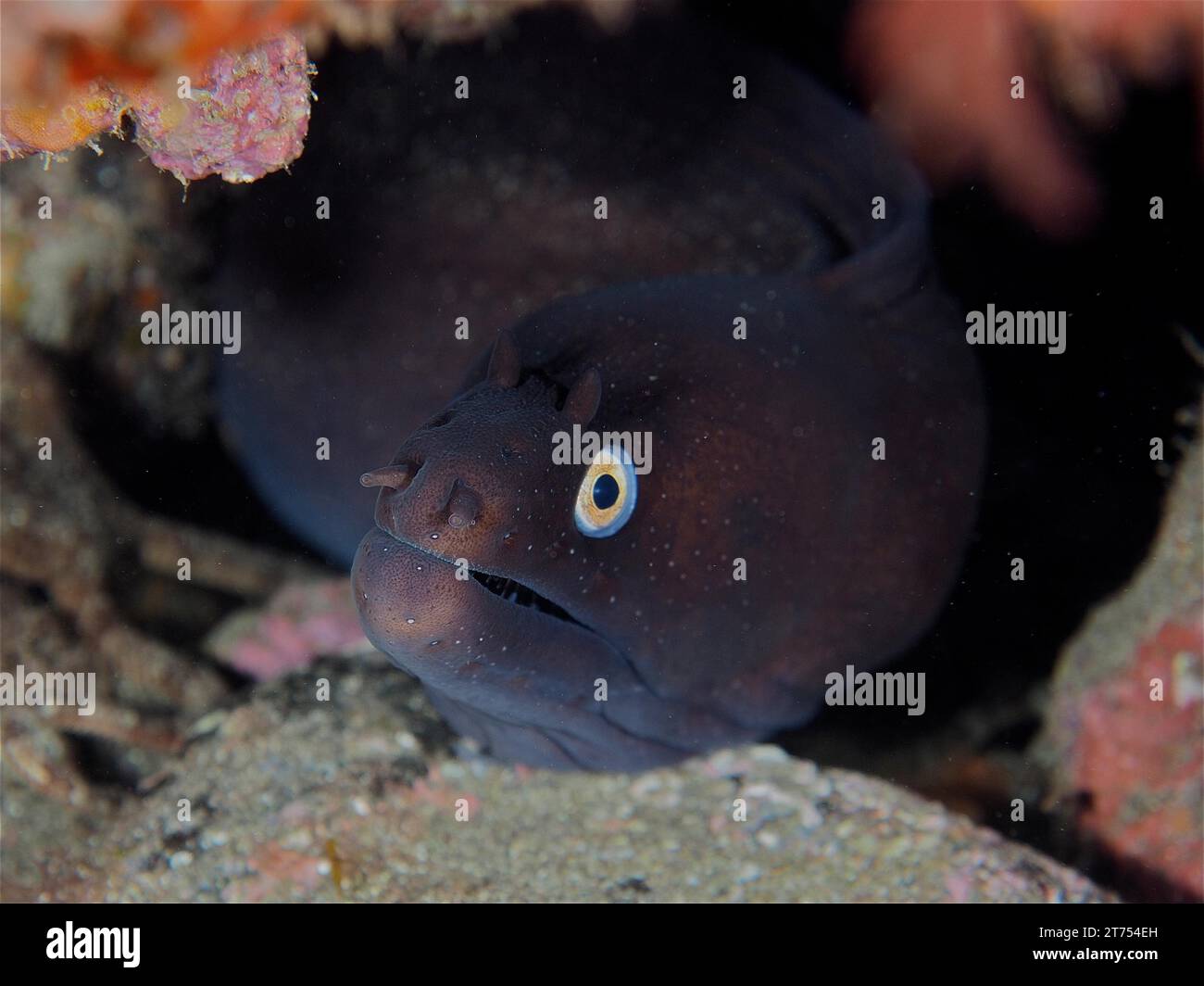 Black moray eel (Muraena augusti), El Cabron marine reserve dive site ...
