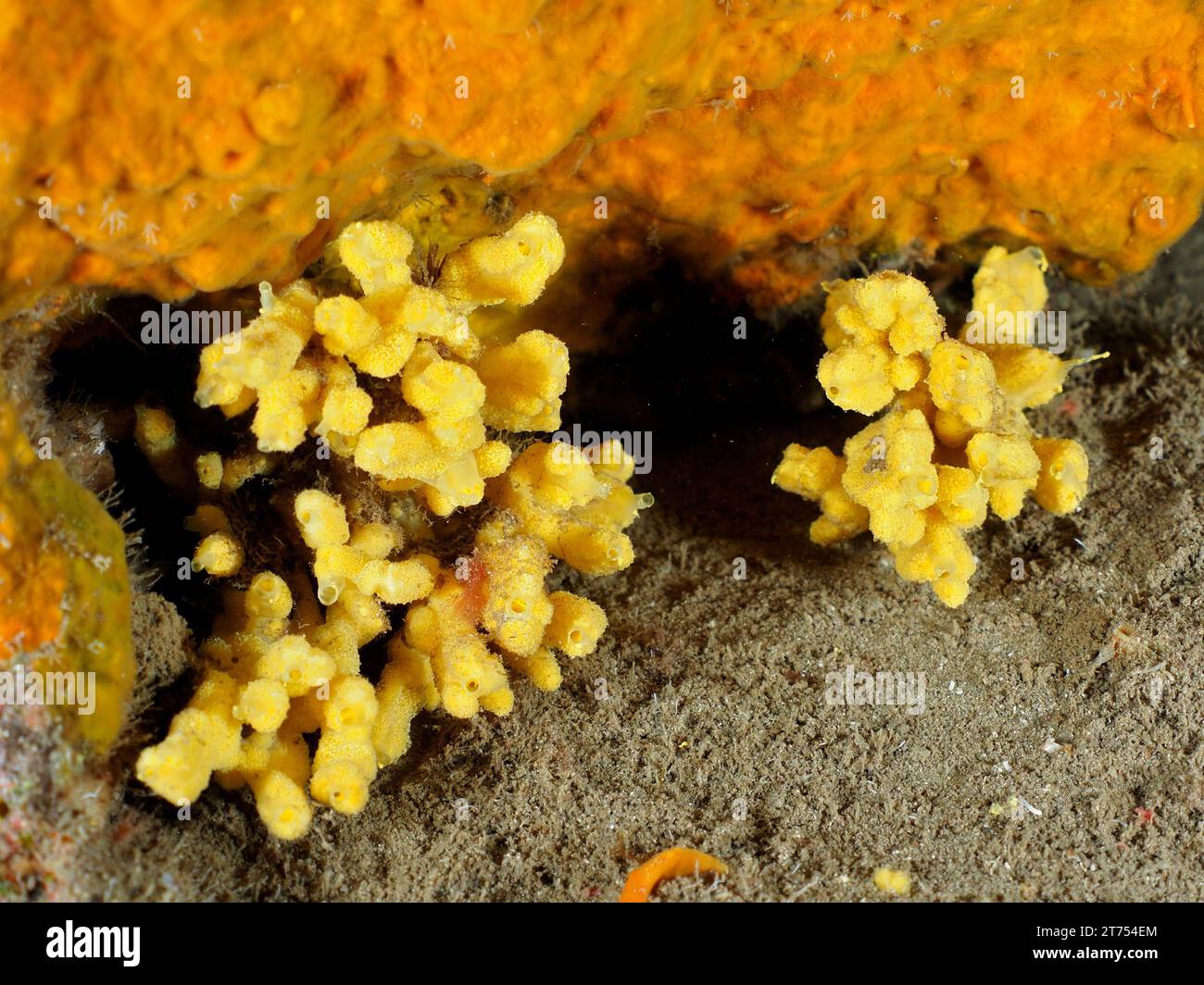 Axinella damicornis sponge hi-res stock photography and images - Alamy