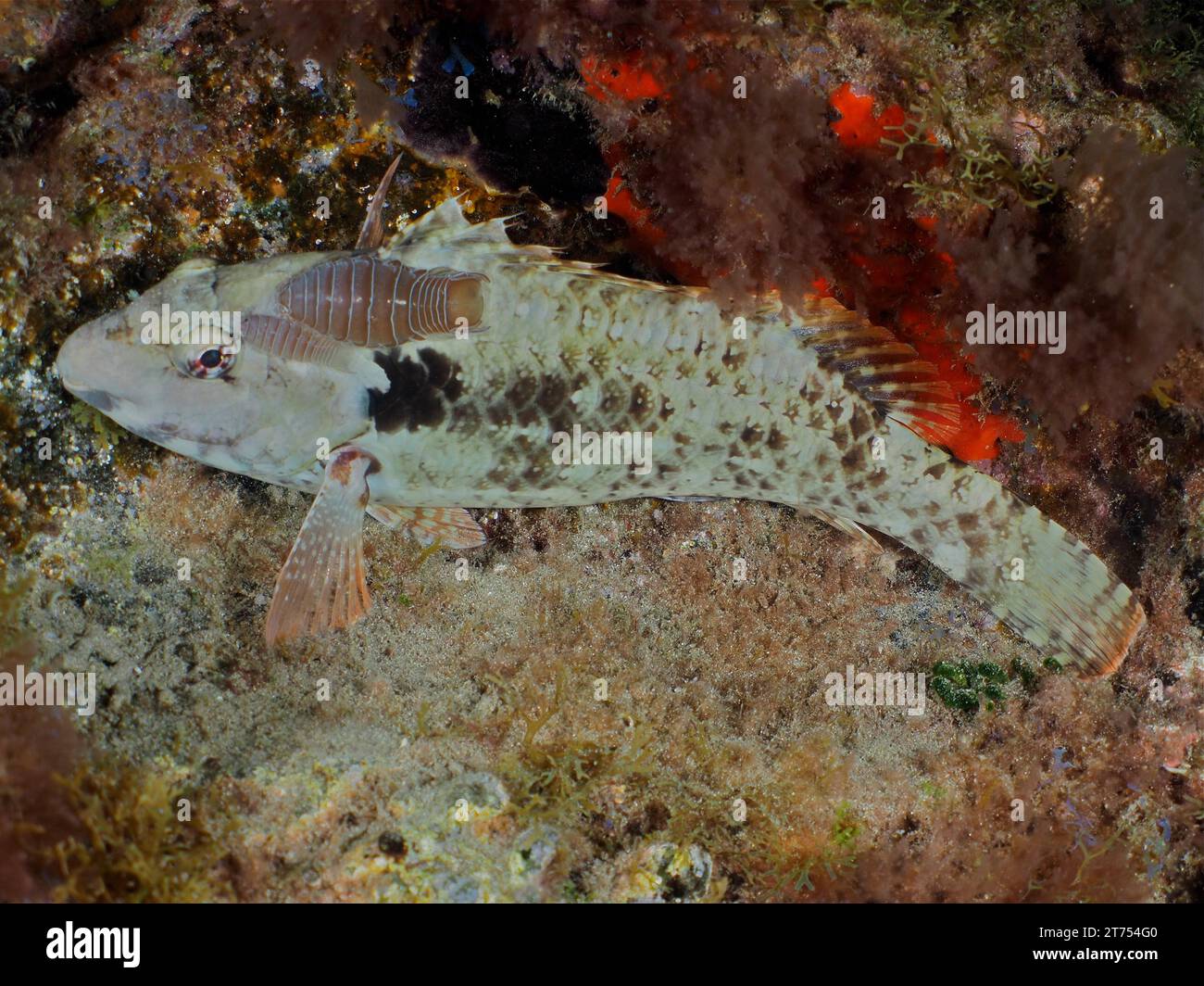 Mediterranean parrotfish (Sparisoma cretense) with fish isopod ...